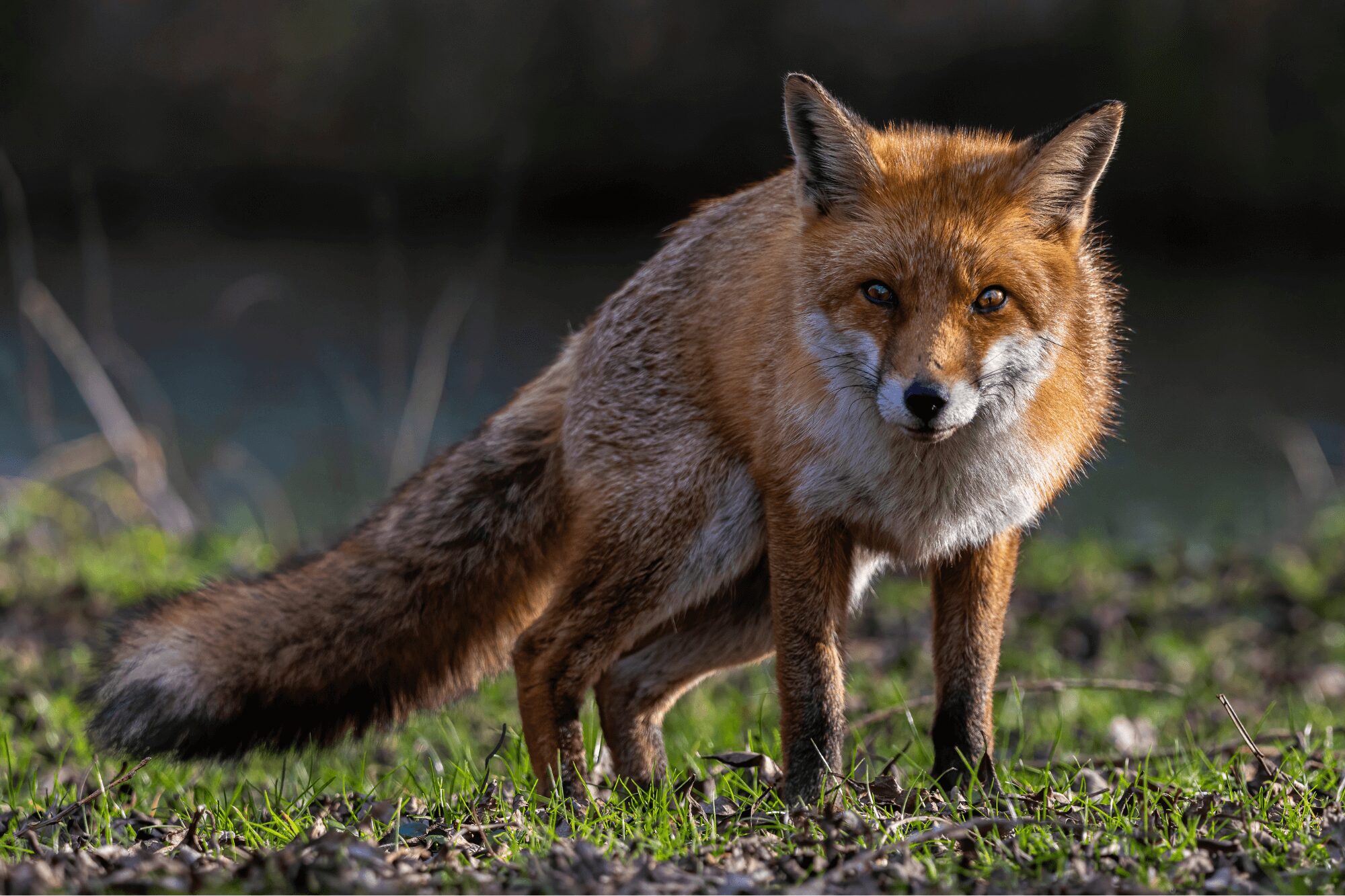 Fox and feral animal management