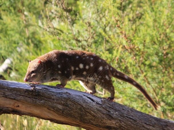 News and events | Wildlife Unlimited